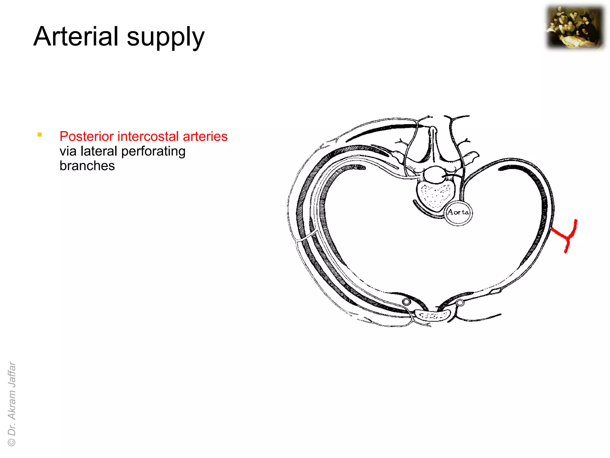 Morphology of the mammary gland | PPT