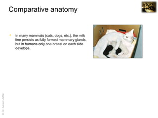 Morphology of the mammary gland | PPT