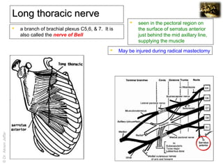 Morphology of the mammary gland | PPT