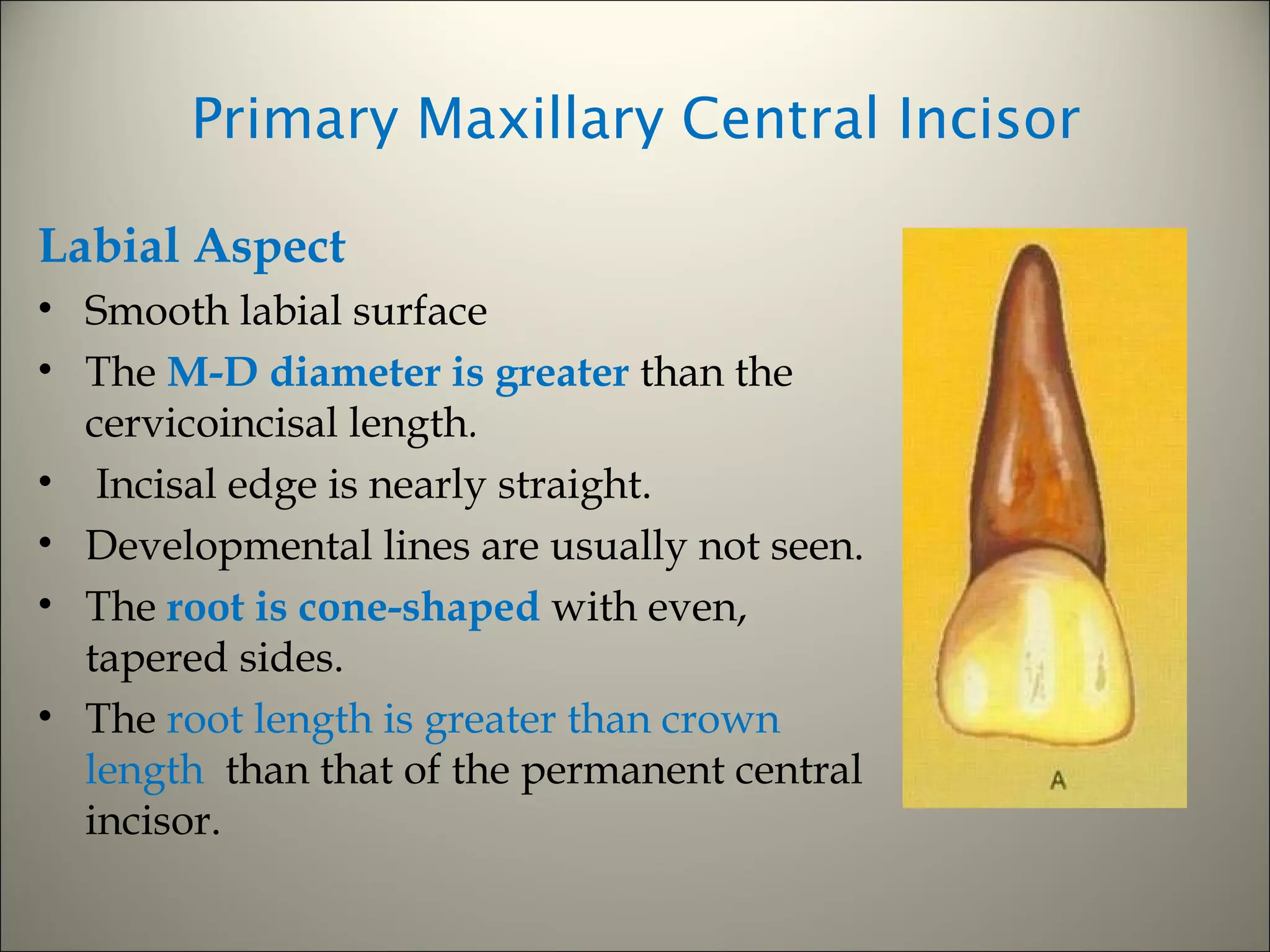 Morphology of tooth | PPT