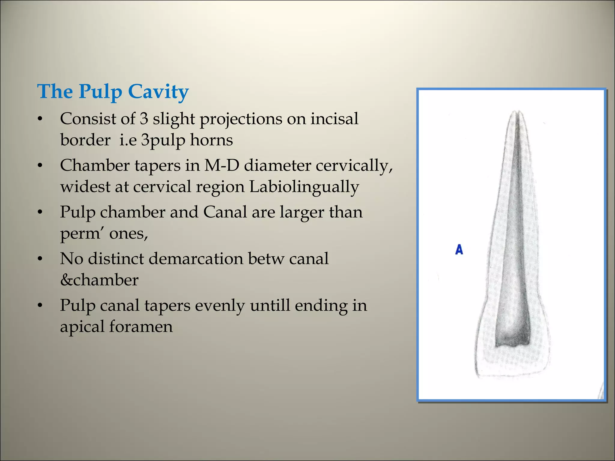 Morphology of tooth | PPT