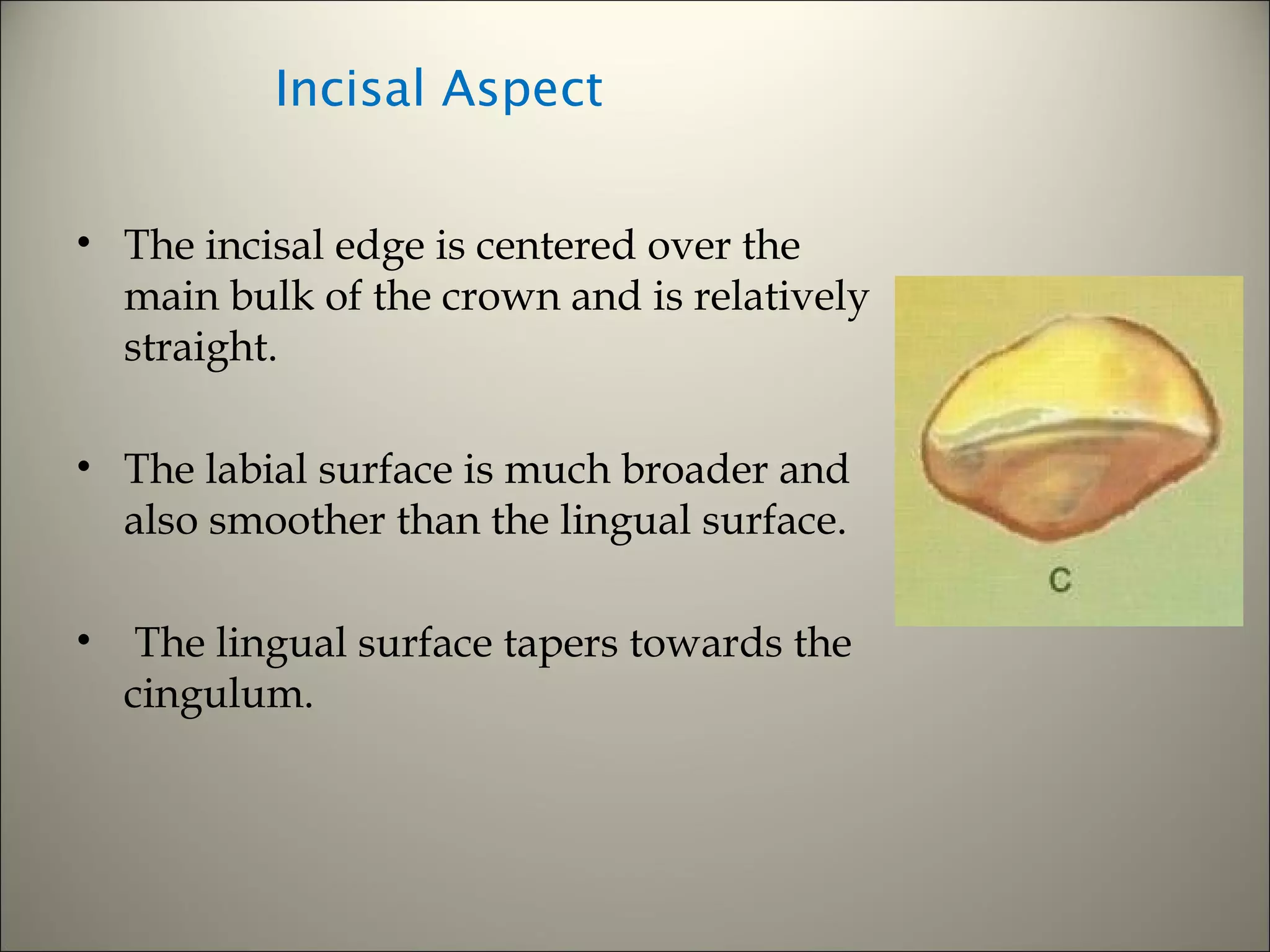 Morphology of tooth | PPT