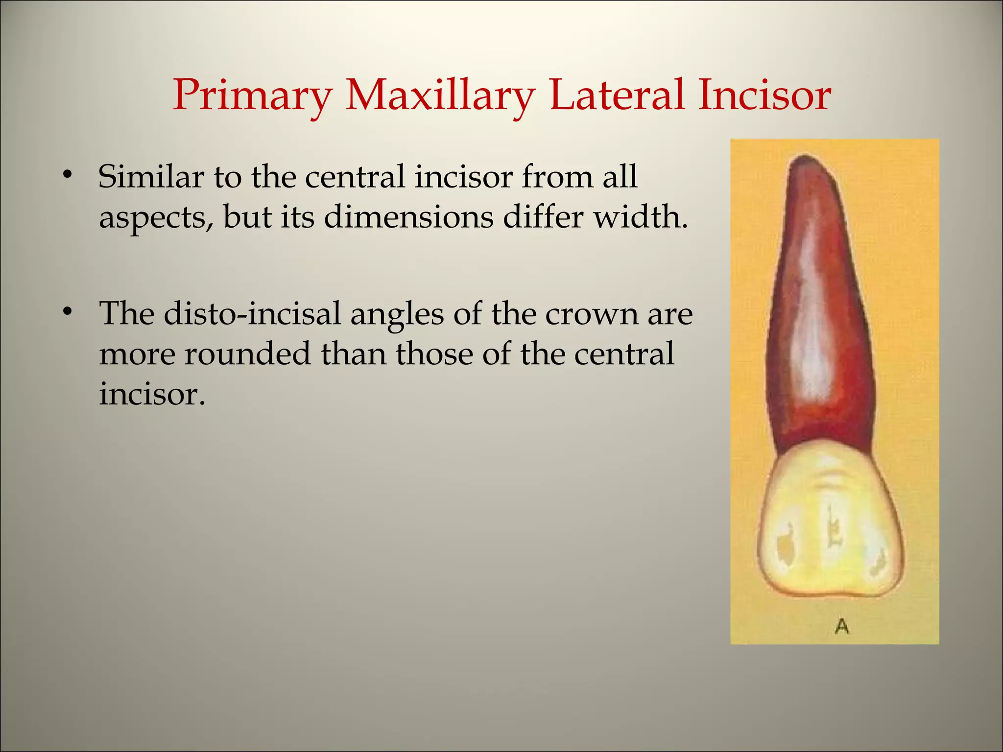Morphology of tooth | PPT