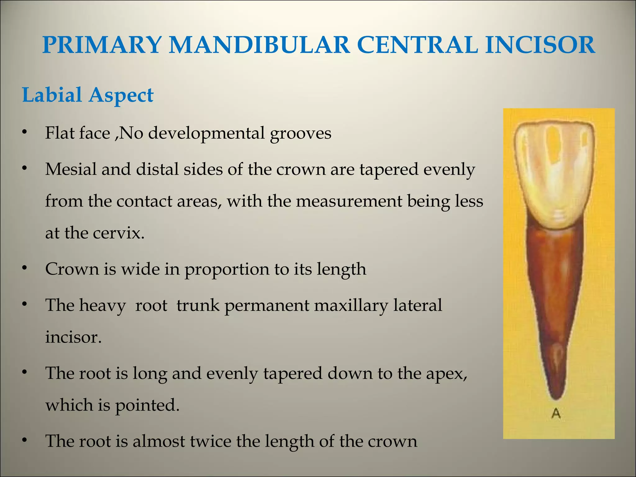 Morphology of tooth | PPT