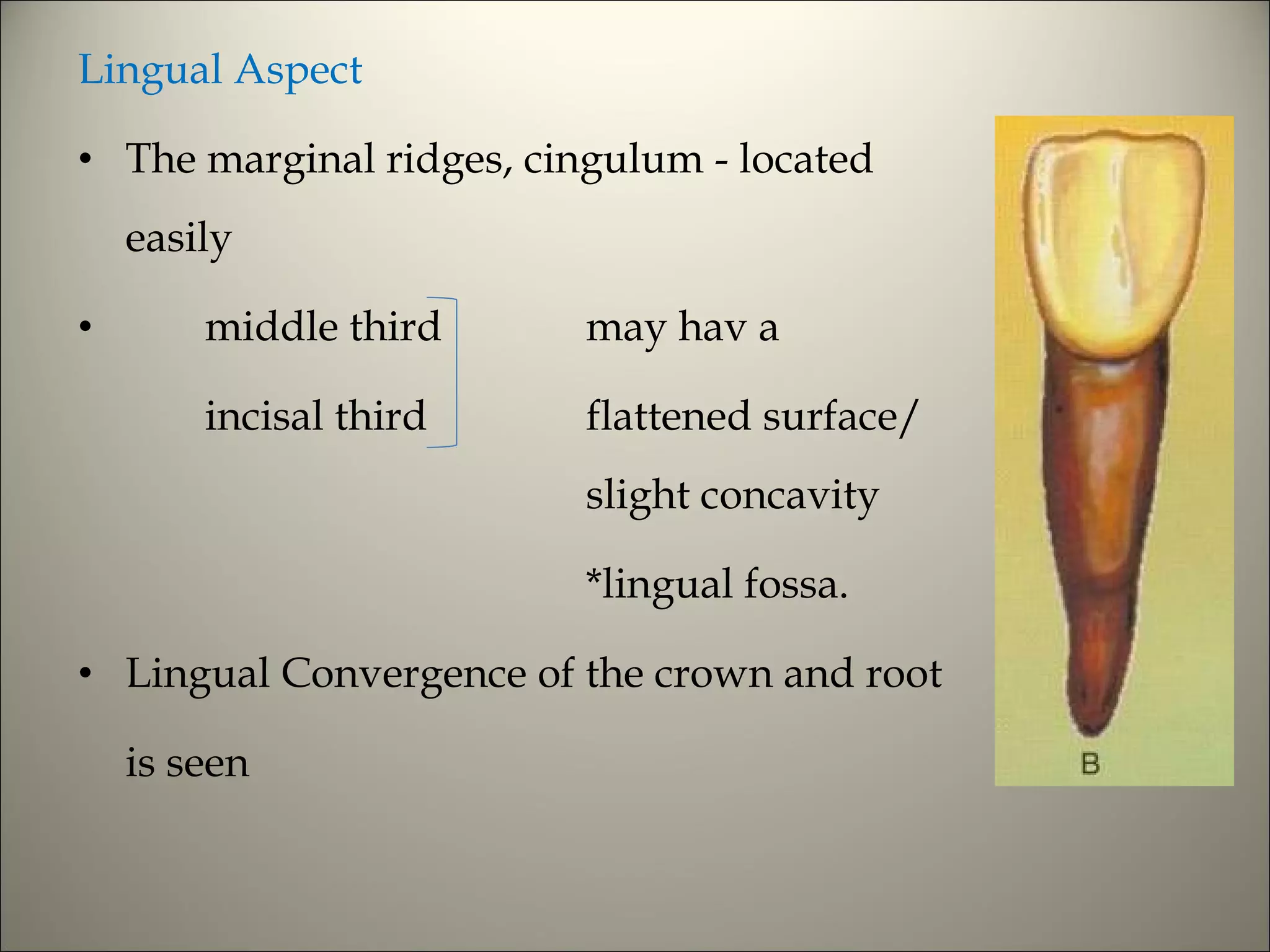 Morphology of tooth | PPT