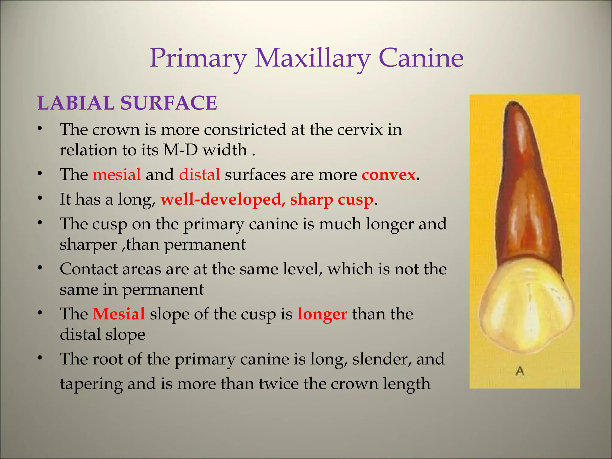 Morphology of tooth | PPT