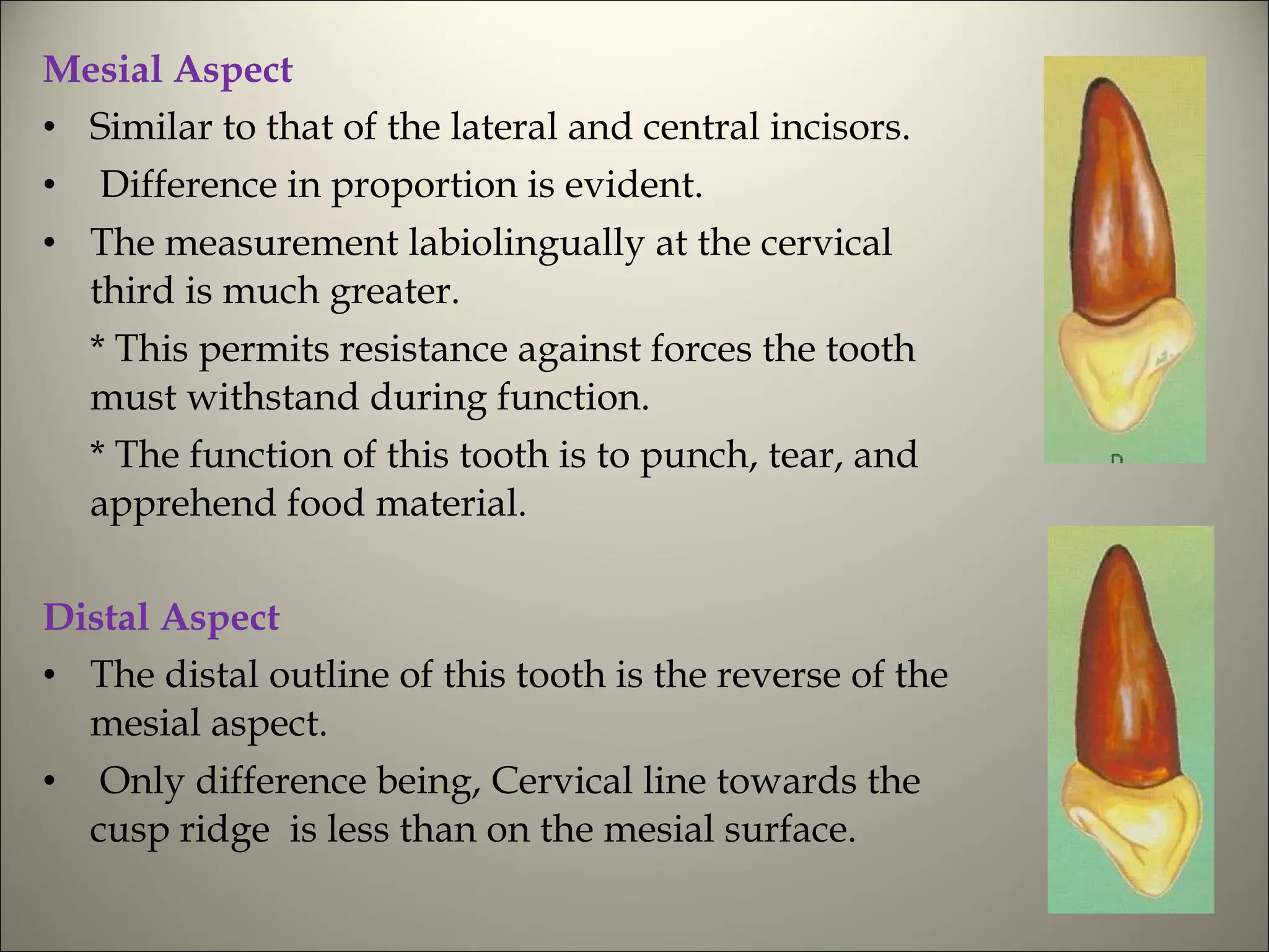 Morphology of tooth | PPT | Dental Health | Diseases and Conditions