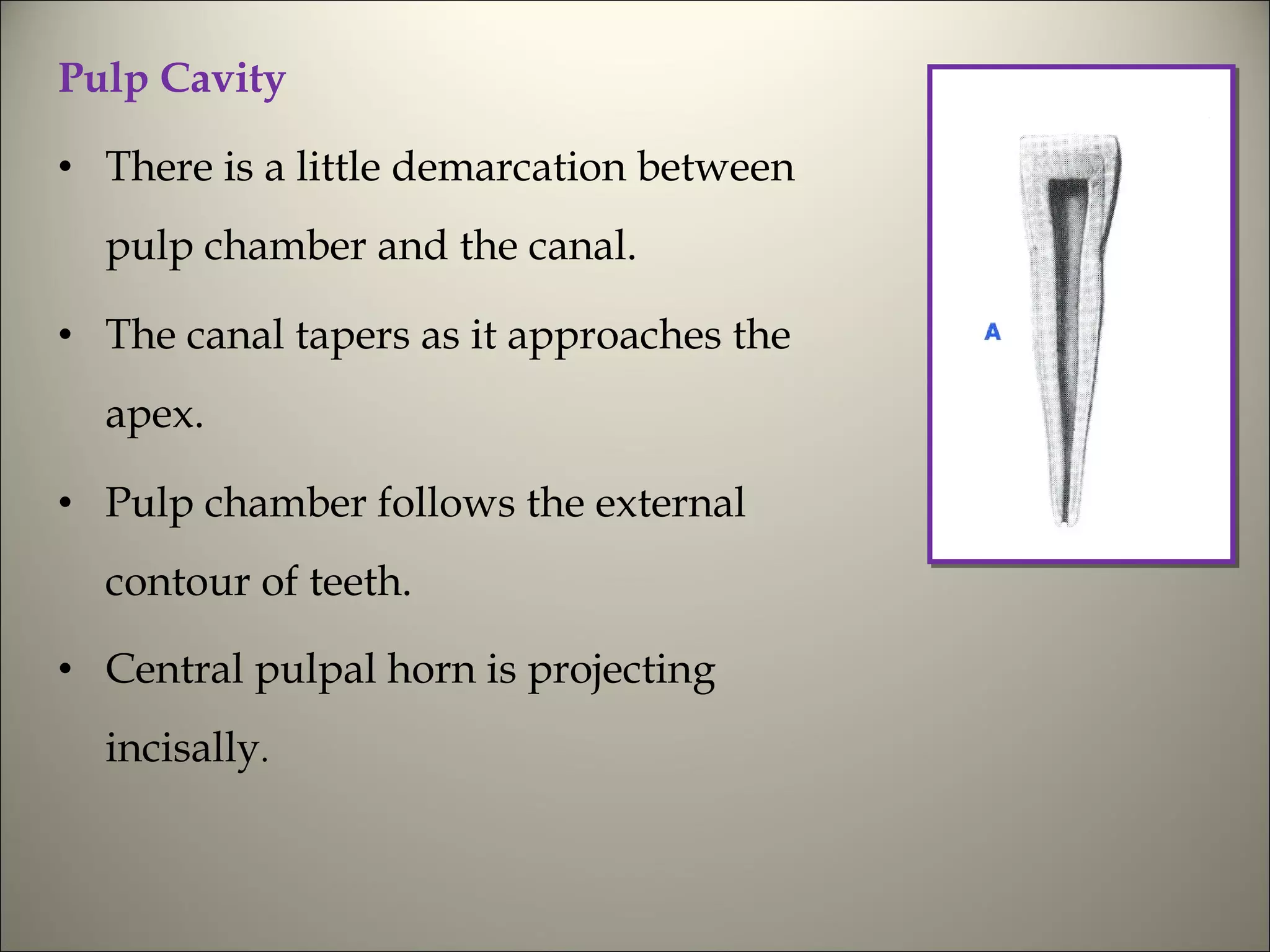 Morphology of tooth | PPT