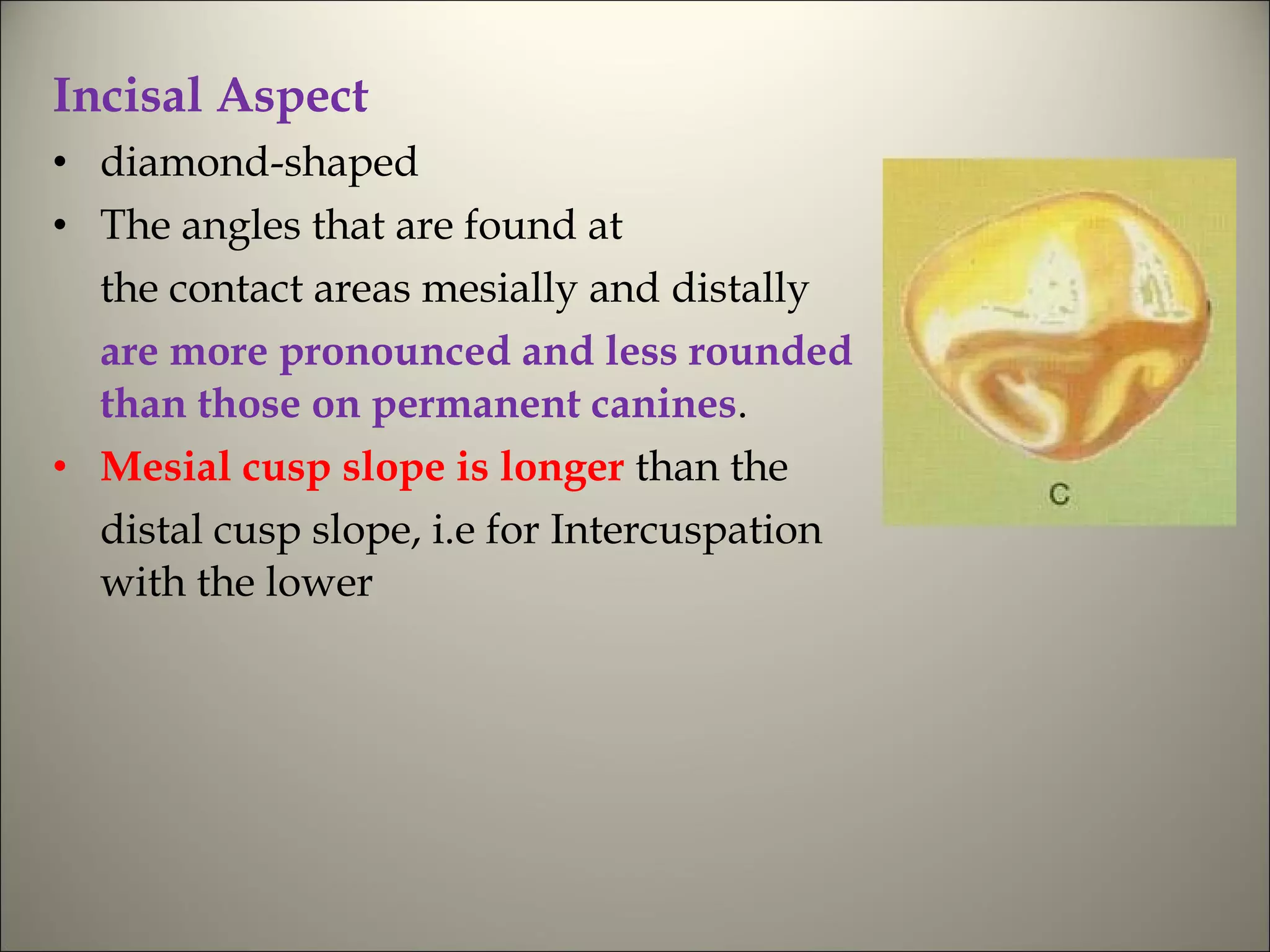 Morphology of tooth | PPT
