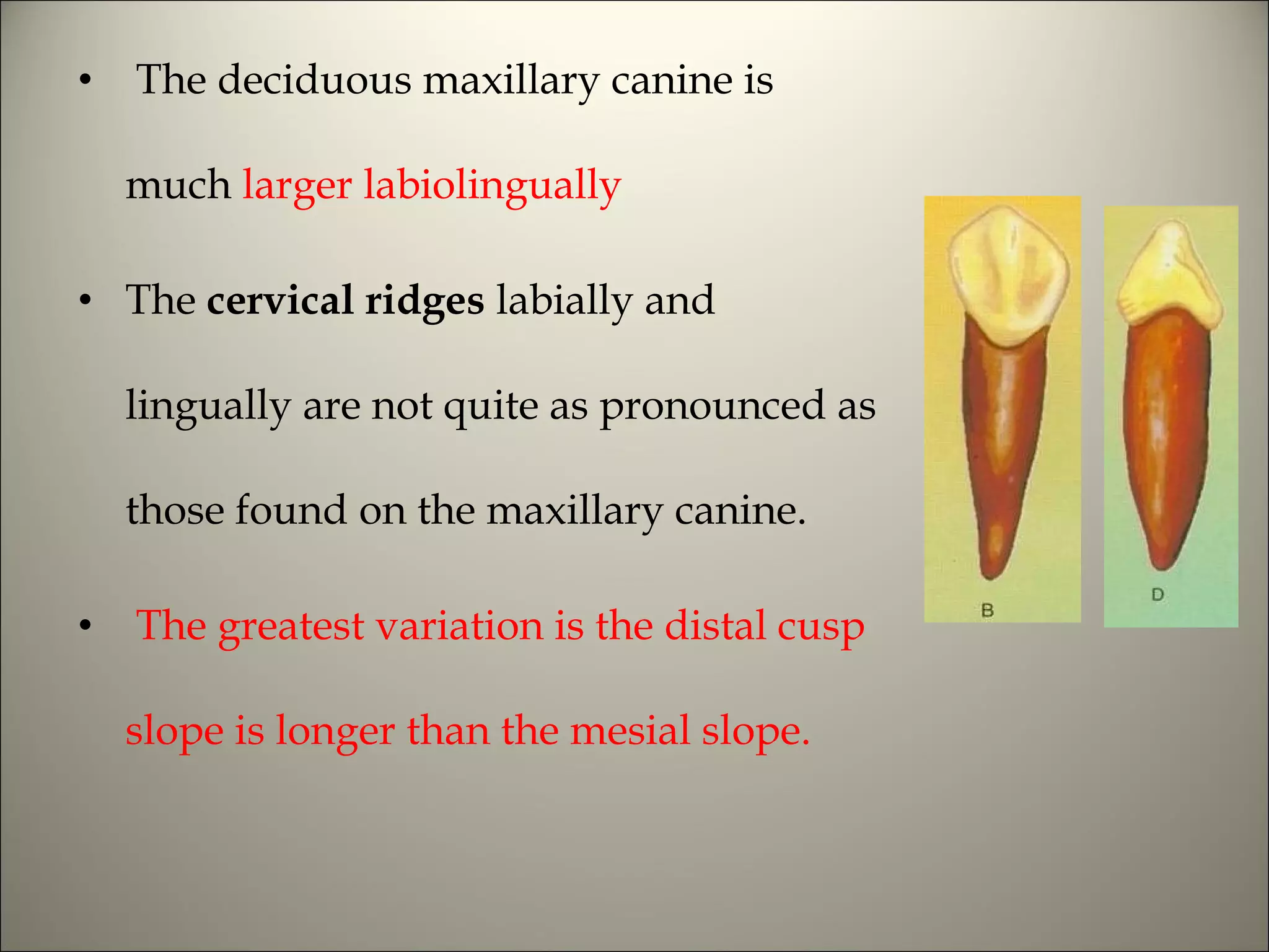 Morphology of tooth | PPT | Dental Health | Diseases and Conditions
