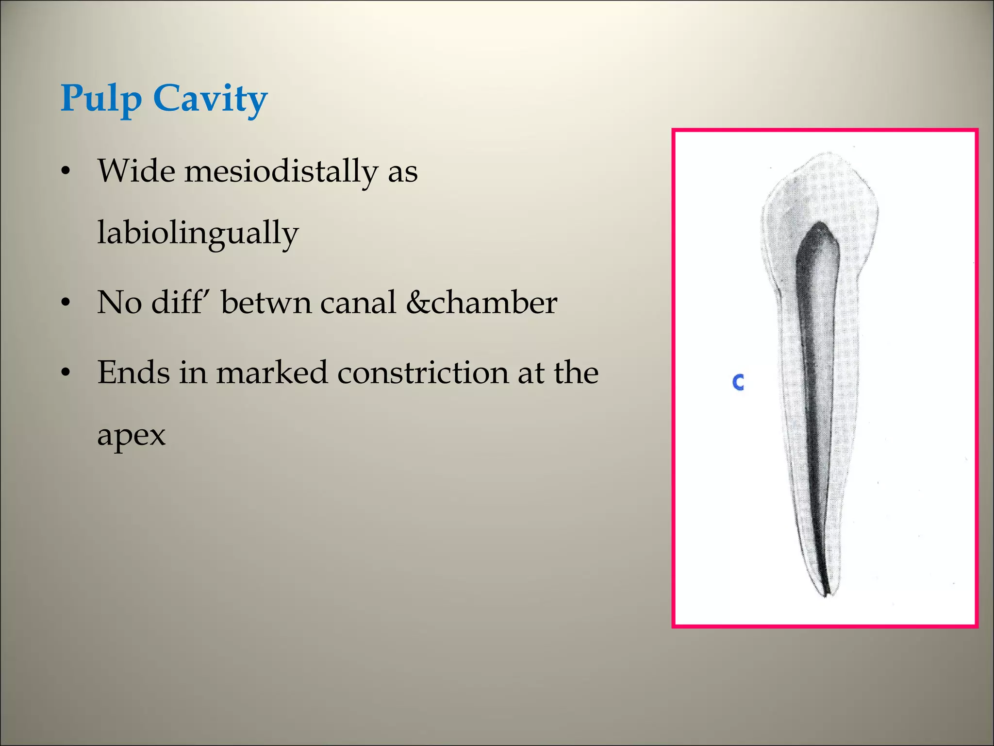 Morphology of tooth | PPT