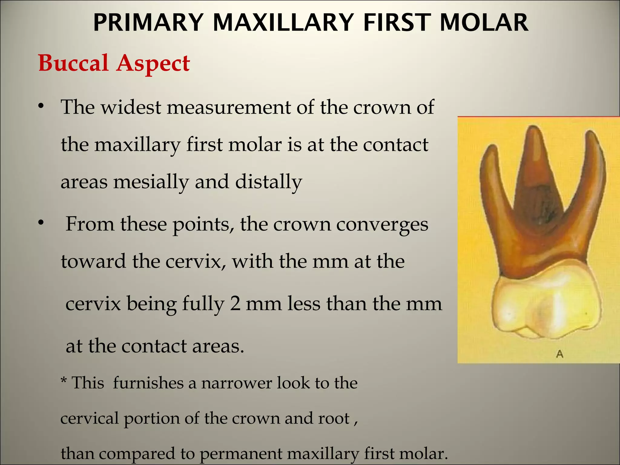 Morphology of tooth | PPT | Dental Health | Diseases and Conditions