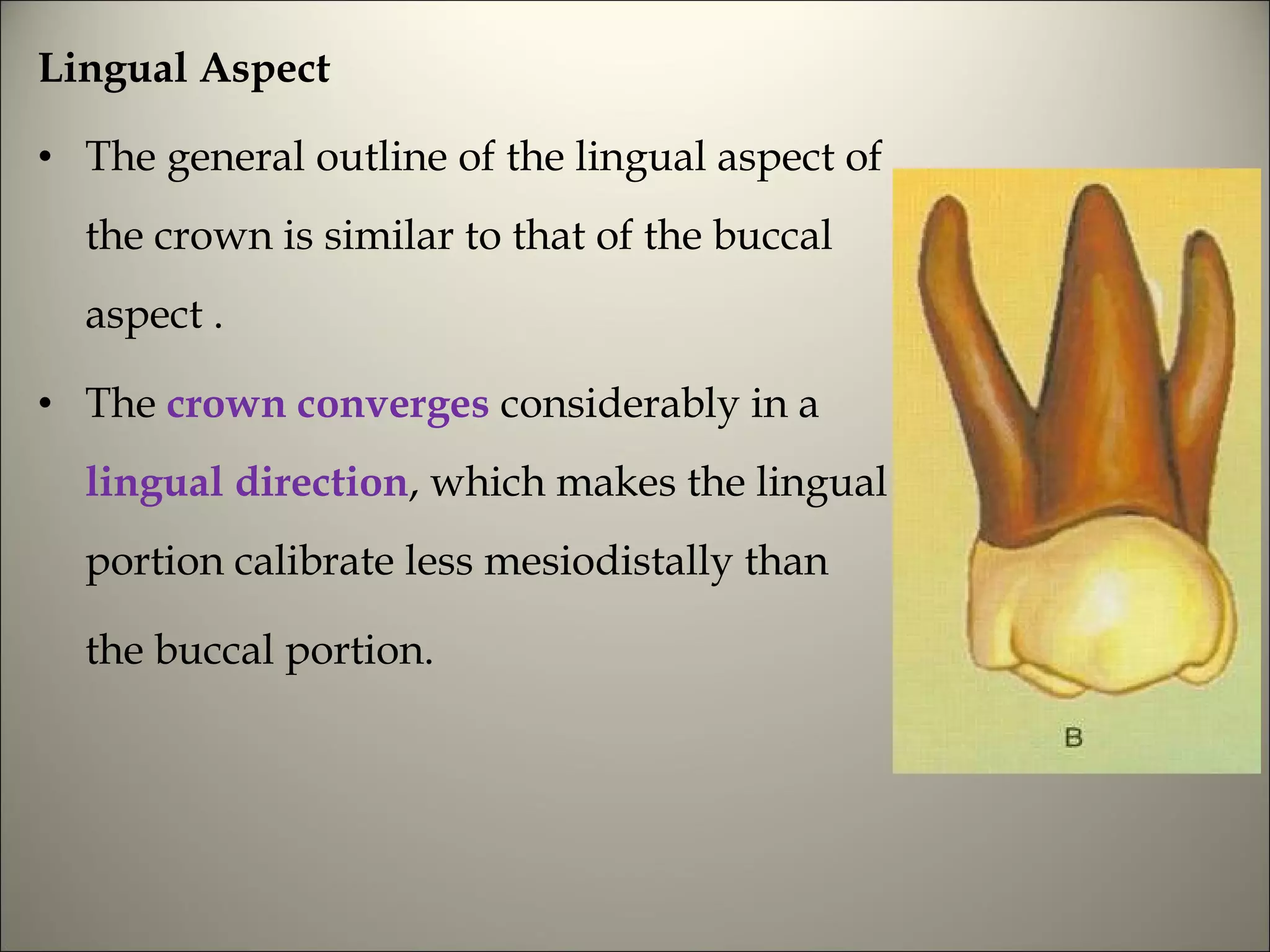 Morphology of tooth | PPT