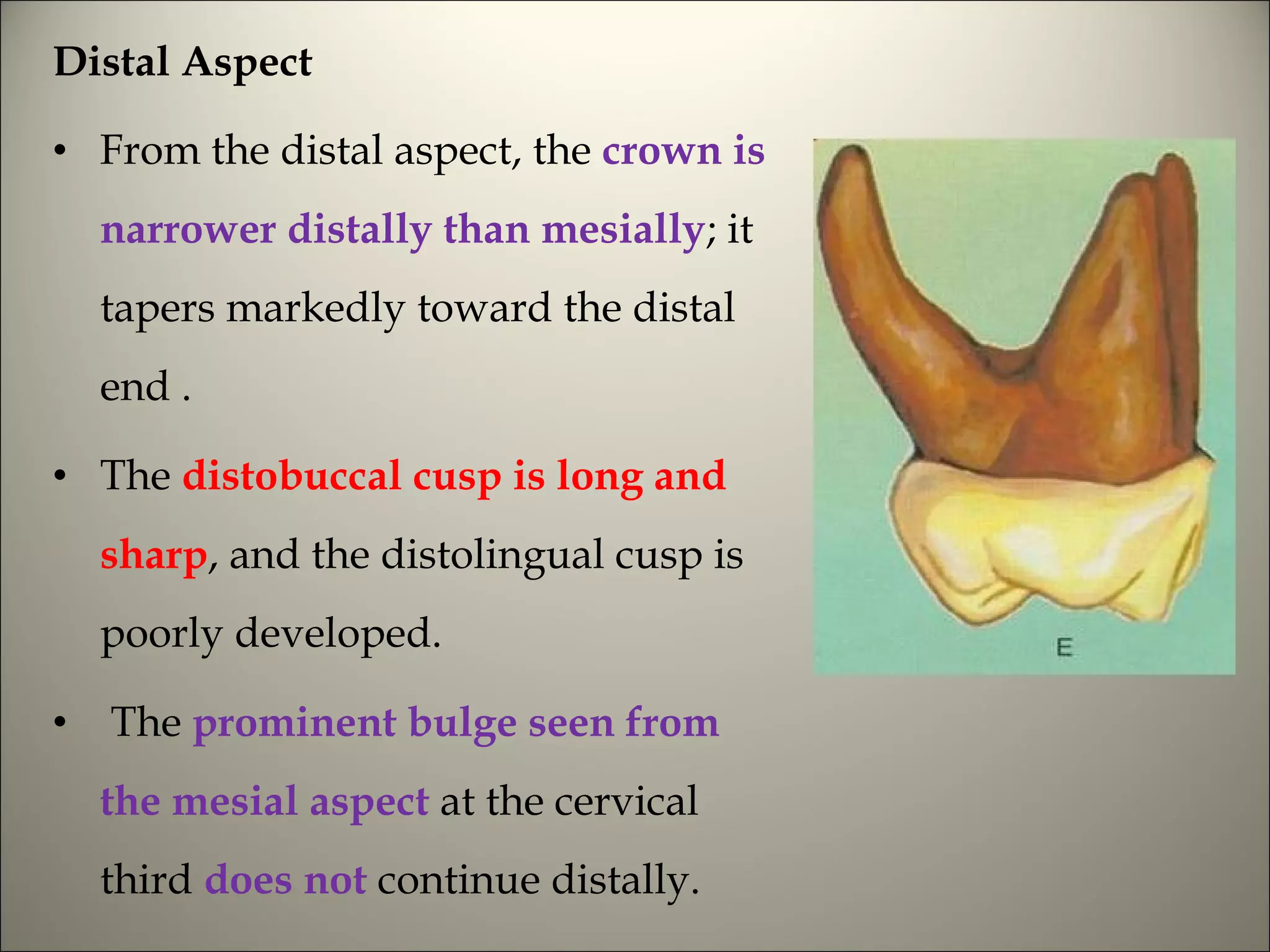 Morphology of tooth | PPT