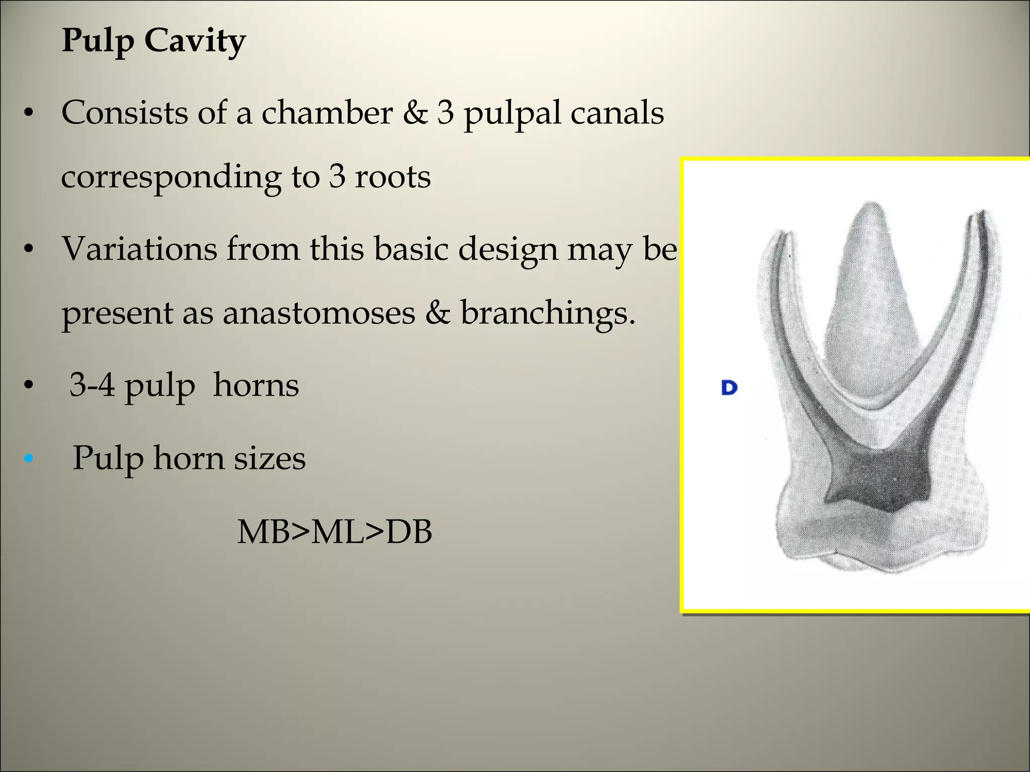Morphology of tooth | PPT | Dental Health | Diseases and Conditions