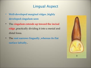 Morphology of tooth | PPT