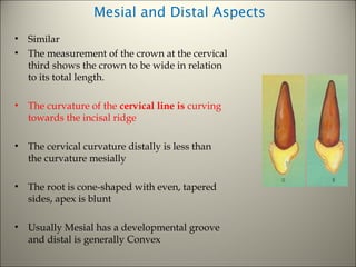 Morphology of tooth | PPT