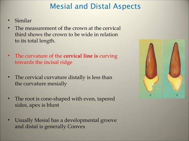 Morphology of tooth | PPT | Dental Health | Diseases and Conditions