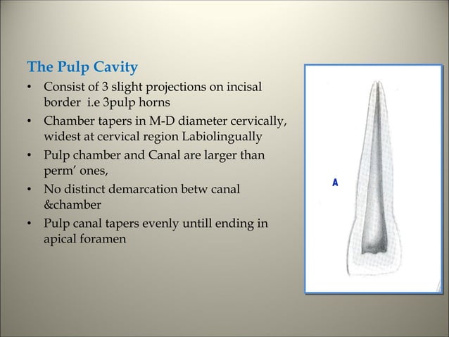 Morphology of tooth | PPT | Dental Health | Diseases and Conditions