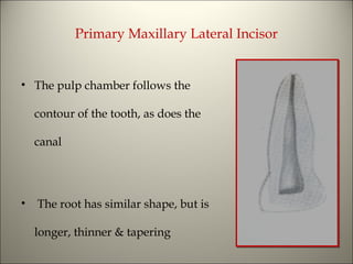 Morphology of tooth | PPT