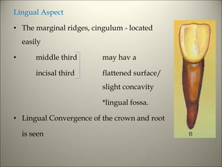 Morphology of tooth | PPT