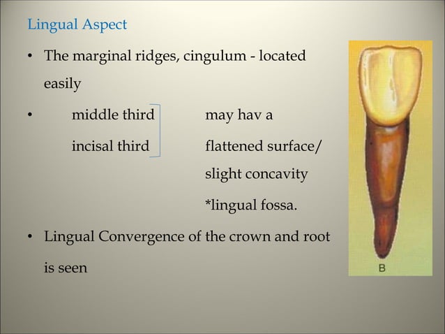 Morphology of tooth | PPT | Dental Health | Diseases and Conditions