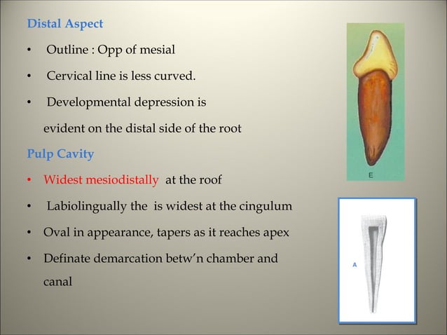 Morphology of tooth | PPT | Dental Health | Diseases and Conditions