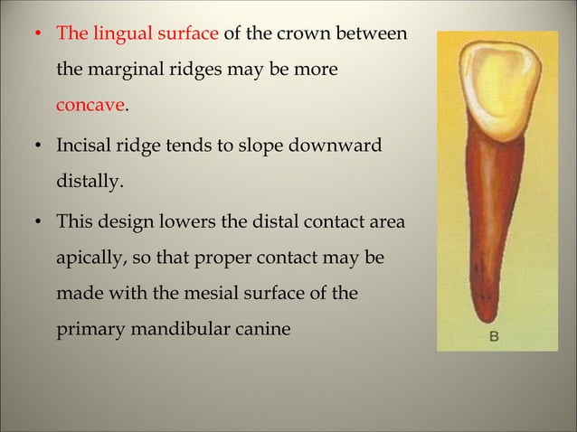 Morphology of tooth | PPT | Dental Health | Diseases and Conditions