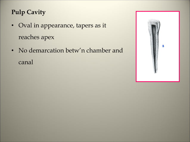 Morphology of tooth | PPT | Dental Health | Diseases and Conditions