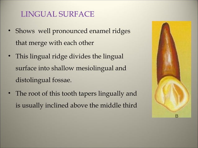 Morphology of tooth | PPT | Dental Health | Diseases and Conditions