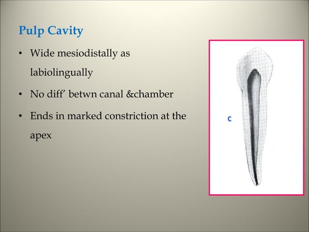 Morphology of tooth | PPT | Dental Health | Diseases and Conditions
