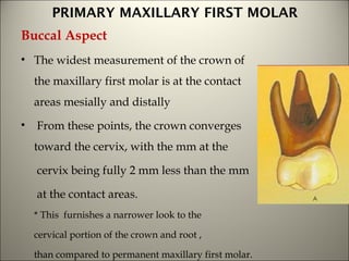 Morphology of tooth | PPT