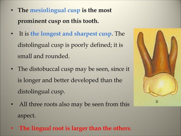 Morphology of tooth | PPT | Dental Health | Diseases and Conditions