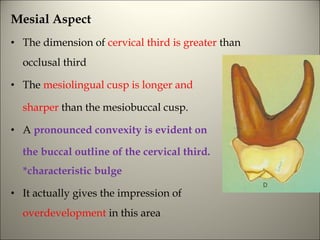 Morphology of tooth | PPT