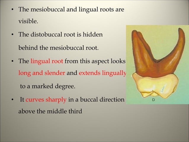 Morphology of tooth | PPT | Dental Health | Diseases and Conditions