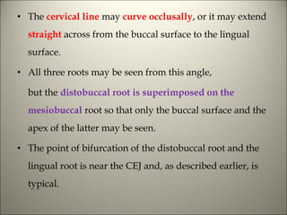 Morphology of tooth | PPT