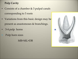 Morphology of tooth | PPT