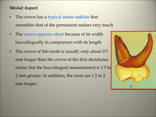 Morphology of tooth | PPT
