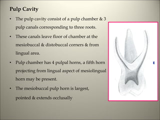 Morphology of tooth | PPT
