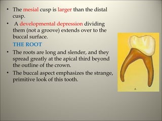 Morphology of tooth | PPT
