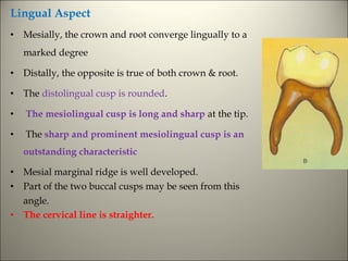Morphology of tooth | PPT
