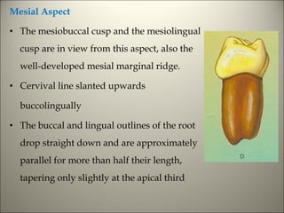 Morphology of tooth | PPT