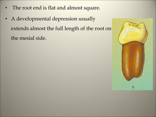 Morphology of tooth | PPT