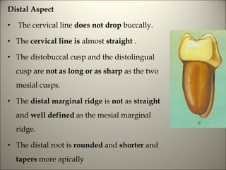 Morphology of tooth | PPT
