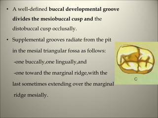 Morphology of tooth | PPT