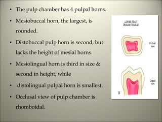 Morphology of tooth | PPT
