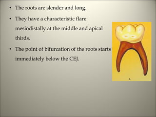 Morphology of tooth | PPT