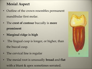 Morphology of tooth | PPT