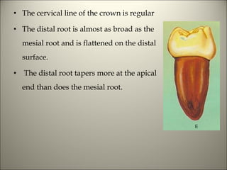 Morphology of tooth | PPT