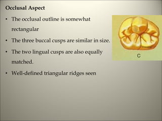 Morphology of tooth | PPT